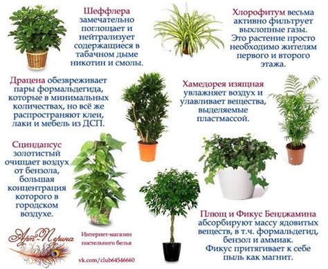 Растения, очищающие воздух, комнатные цветы для очистки воздуха в доме