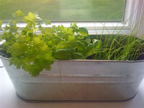 Growing Parsley Indoors And Outdoors Everything You Need To Know