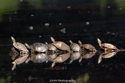 Turtle Conga Line Album On Imgur