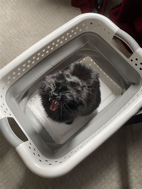 Why Is Bats Screaming Wrong Answers Only R Catpictures