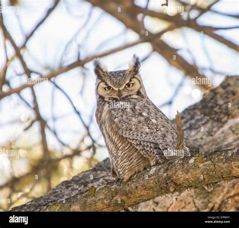 Owlsgreat Horned Owl Perched On A Pine Tree Limb Boise Idahousa