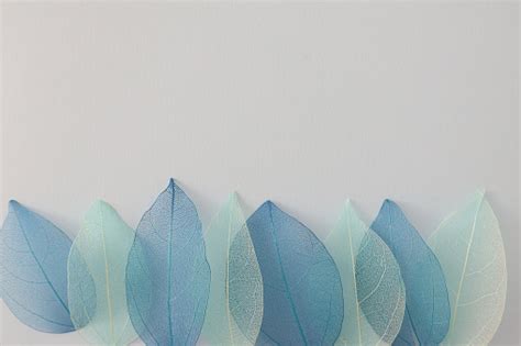 파란색 배경에 잎맥 해골 잎 파란색 배경입니다 클리핑 패스를 활성화합니다 텍스트 공간을 복사합니다 플랫 레이 평면도 복사 공간 텍스트 디자인 가을에 대한 스톡 사진 및 기타