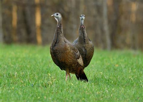 Sex‐specific Resource Use By Wild Turkeys In Response To Hunting