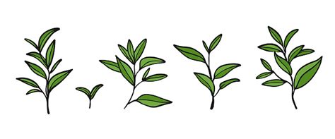 손으로 그린 찻잎 녹차 가지 세트입니다 식물학 벡터 일러스트 레이 션 말차 0명에 대한 스톡 벡터 아트 및 기타 이미지 0명