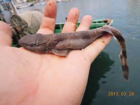 トラザメ科 WEB魚図鑑