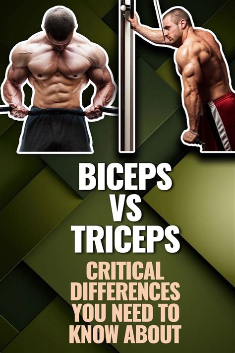 Biceps Vs Triceps Critical Differences You Need To Know Arm Workout Triceps Biceps