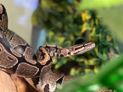 Five Men Were Needed To Catch This 200 Pound 17 Foot Python The