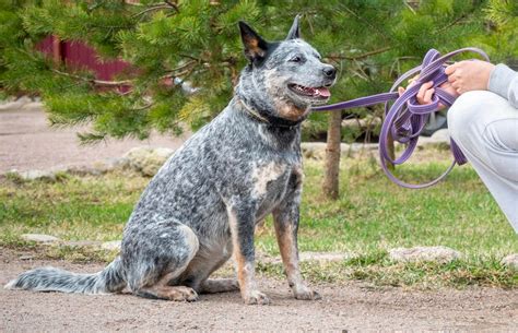 Premium Photo Woman Training Gives Command Australian Cattle Dog Blue