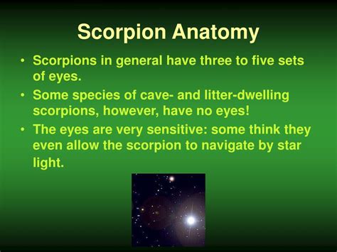 Ppt Scorpions Powerpoint Presentation Free Download Id1265595