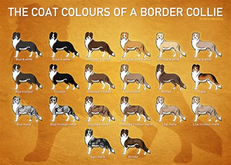 Border Collie Coat Colours Border Collie Colours Border Collie Coats