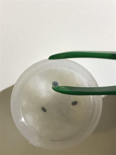 re need help for multiple seeds in the seeds forum