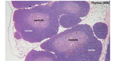 Lymphatic Histology Flashcards Quizlet Lymphatic Histology Flashcards Quizlet