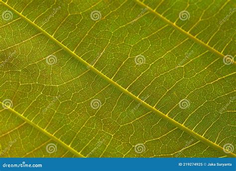 Beautiful Green Leaf Veins Of Jabon Plant Anthocephalus Macrophyllus Stock Image Image Of