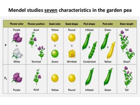 Patterns Of Inheritance Mendelian Inheritance