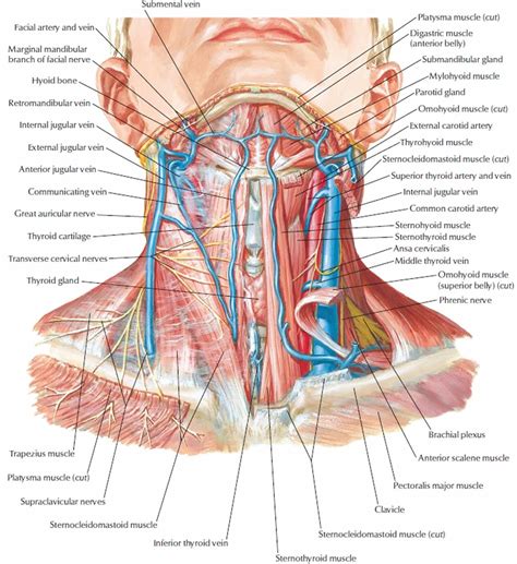 Neck Dissection Surgery Types Indications Risks Complications