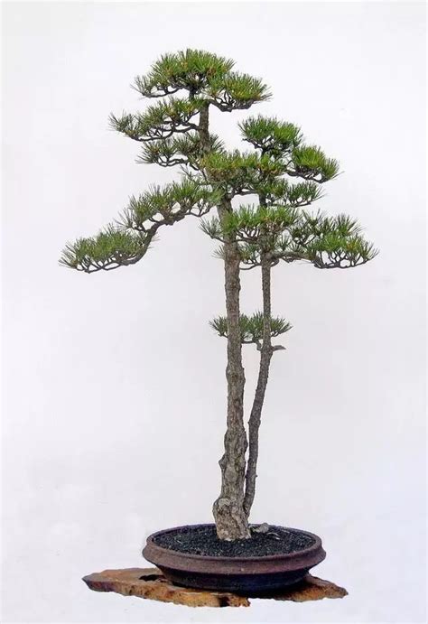 高杆双杆文人盆景 直杆文人盆景 大山谷图库