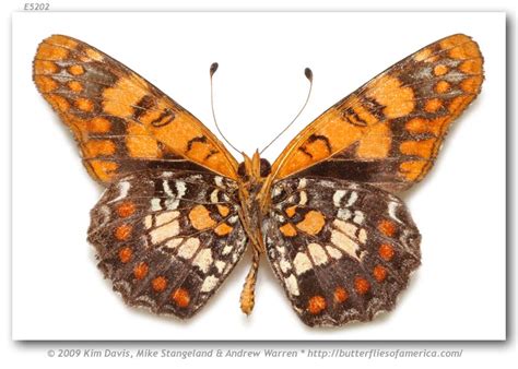Papo Vives Sacerdote Del Bosque Oplonia Spinosa Hospedera De Mariposa
