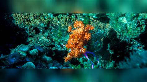 Scleronephthya Sp 01 Scarlet Mouthed Soft Coral