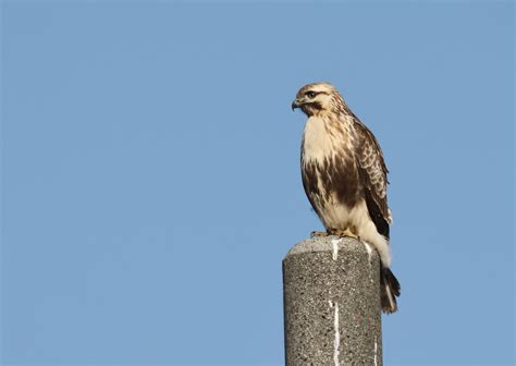 ノスリ 2023 12 11 日本の野鳥識別図鑑