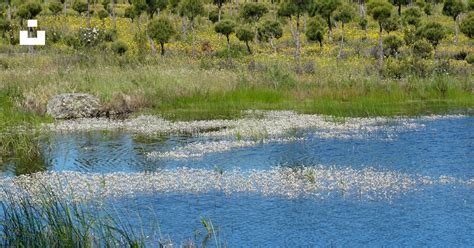 나무와 푸른 잔디가 있는 고요한 호수 사진 Unsplash의 무료 나무 이미지