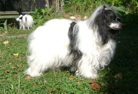 Китайская хохлатая Китайская хохлатая собака Питомник китайской хохлатой