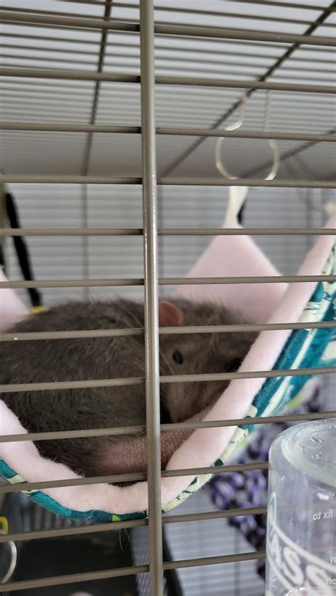 Tips For Aging Rats And Keep Respiratory Infections At Bay Deets In