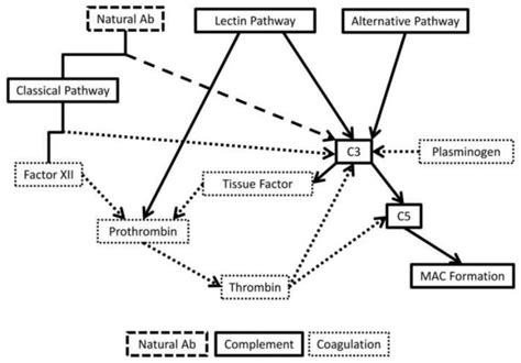 The Interplay Between Complement Coagulation And Natural Antibodies
