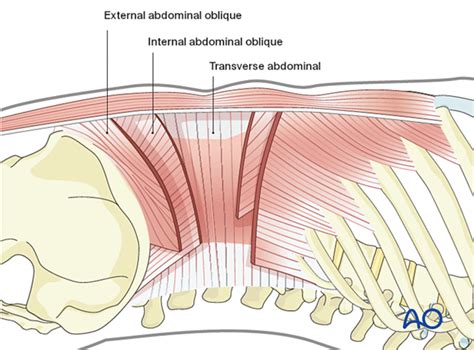 Minimally Invasive Transpsoas Approach L2 L4