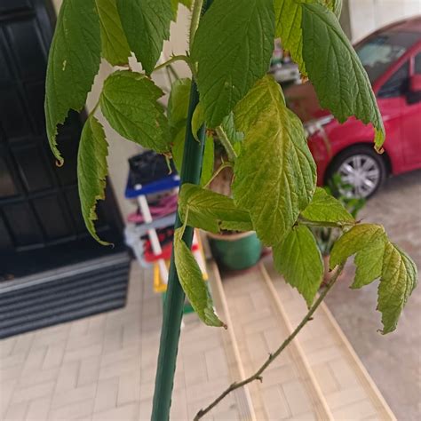 Ultimate Guide To Black Raspberry Varieties 🍇