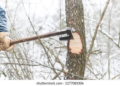 Man Cutting Tree Axe Stock Photo Shutterstock