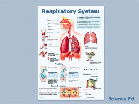 Human Respiratory System Poster Educational Science Poster Biology