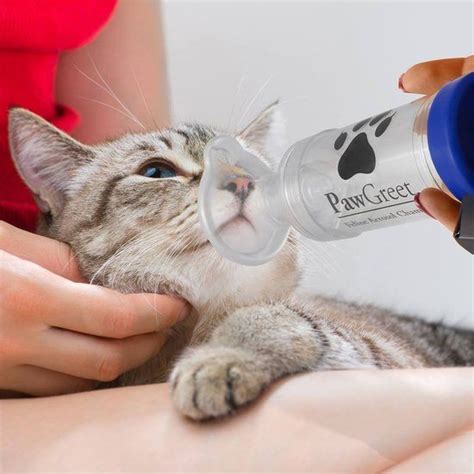Best Cat Inhaler Masks For Asthma In 2025 Ultimate Comparison Technomeow