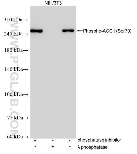 Proteintech Antibodies