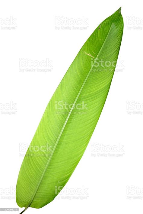 클리핑 경로와 흰색 배경에 고립 된 헬리코니아 변종 잎 0명에 대한 스톡 사진 및 기타 이미지 0명 개념 개념과 주제 Istock