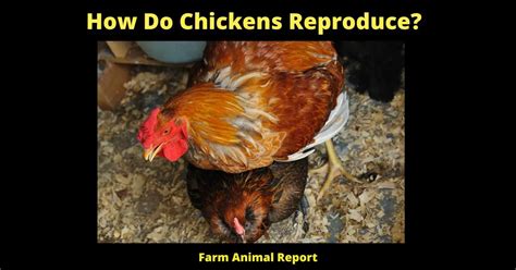 How Do Chickens Reproduce 2024 The Surprising Truth About Chicken Sex