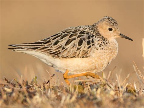 Buff Breasted Sandpiper Ebird