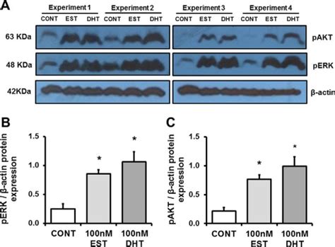 Stable Isotope Labeling With Amino Acids Silac Based Proteomics Of
