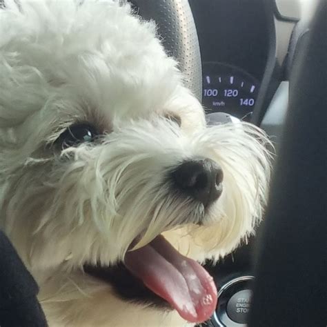 쁘니의 하루 Youtube