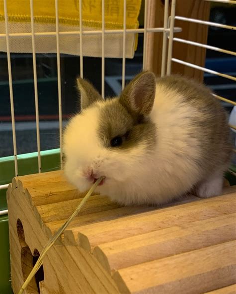 哈哈窩寵物精品－新店安康店 蘋果侏儒兔 侏儒兔怎麼飼養呢？