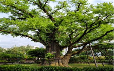 서울에서 가장 오래된 나무의 나이는