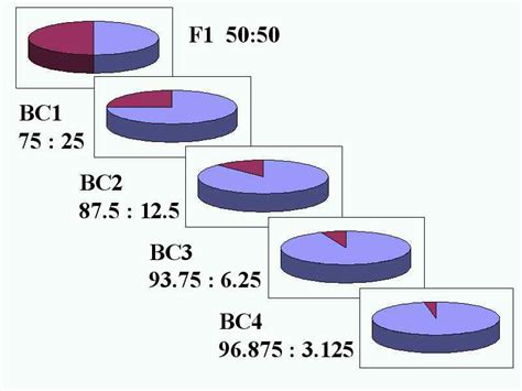 Backcrossing Backcross Bc Populations And Backcross Breeding