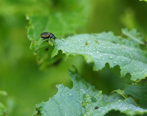 Budding And Blooming Turnip Leaf Damage