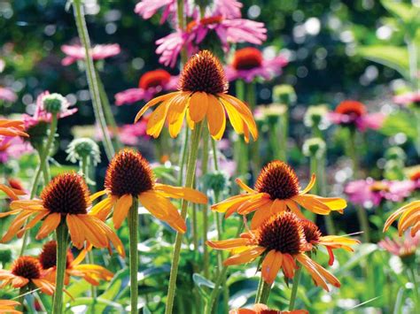 Echinacea Varieties Varieties With Unusual Flower Colors Mother