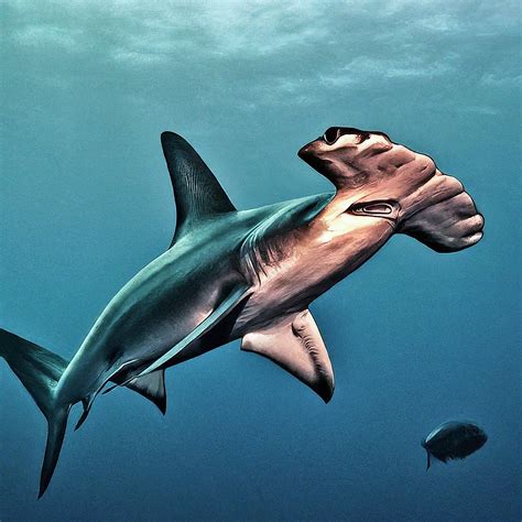 9 Types Of Hammerhead Shark Species Exploring The Diversity Shark Truth