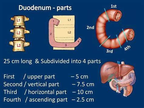 Les Parties Du Duodenum