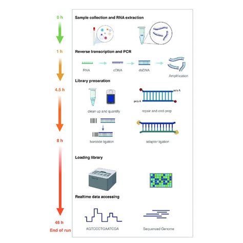 Nanopore Metatranscriptomic Sequencing Method Time Frame Diagram