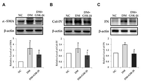 Gsk J4 Reduces Renal Fibrosis Associated Proteins In Stz Induced