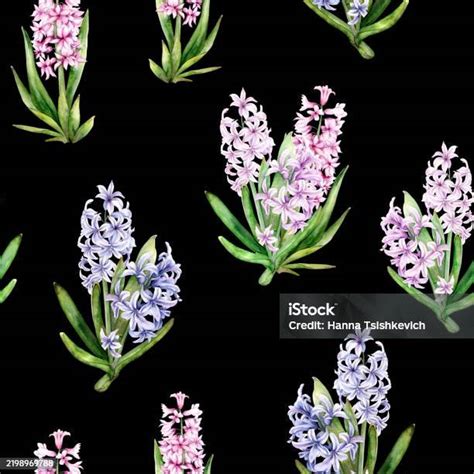 봄 히아신스 꽃 수채화 그림의 완벽 한 패턴 검은 배경 섬세한 파스텔 색상의 꽃 디자인을 위한 손으로 그린 앵초 꽃 개체 그룹에 대한 스톡 벡터 아트 및 기타 이미지