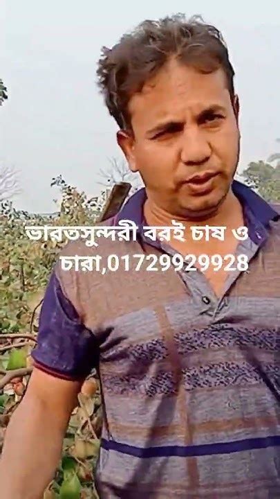 বরই চাষ পদ্ধতি বড়ইভারতসুন্দরী বরই চাষবলসুন্দরী বরই চাষবরই