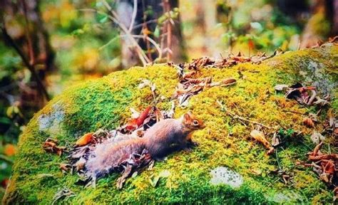 動物圖集森林可愛的小松鼠圖片 每日頭條